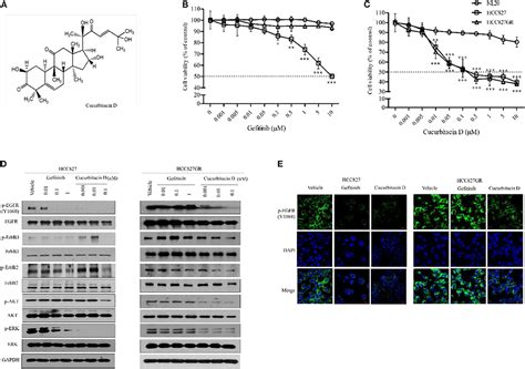 Frontiers Cucurbitacin D Overcomes Gefitinib Resistance By Blocking