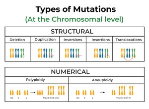 Mutation Definition Types Causes Characteristics