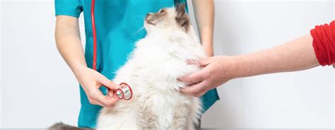 Cuidados después de castrar un gato y cómo realizarlos correctamente