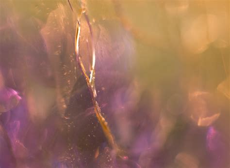 Wallpaper Sunlight Abstract Grass Sky Purple Evening Morning