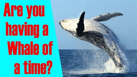Whale Of A Time English Idiom Explained YouTube