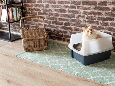 Los mejores areneros para gatos eficientes y fáciles de limpiar