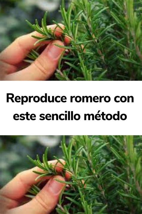 Two Pictures With The Words Reproduce Romero Con Est Sendillo Metod