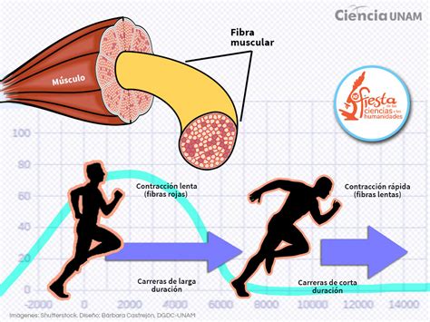 Trucos De La Ciencia En El Deporte Ciencia UNAM