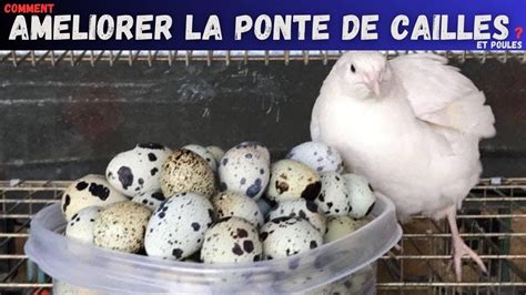 Moyens Prouv S D Augmenter La Ponte Des Cailles Et Des Poules