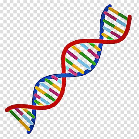 Double Helix Genome Dna Gene Chromosome Ends Nucleic Acid Double