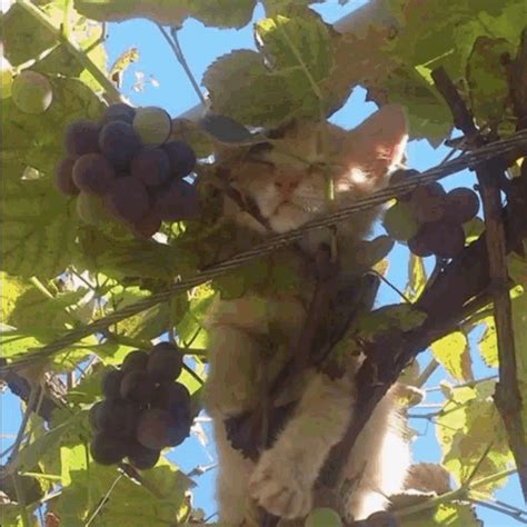 Cats Cute Cat Cats Cute Cat Pfp GIFs Entdecken Und Teilen