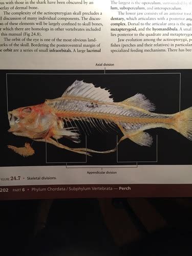 Perch Skeleton Flashcards Quizlet