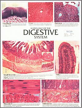 Histology Of The Digestive System Chart Biocam Wp