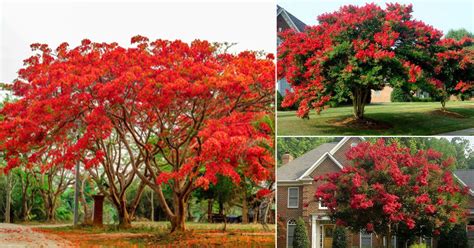 21 Stunning Trees With Red Flowers Balcony Garden Web