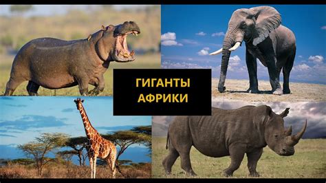Самые гигантские животные Африки YouTube