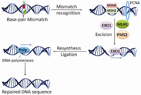 Mechanism Of DNA Mismatch Repair The Pathway Involves Mismatch