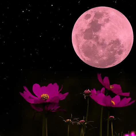 A Que Hora Sale La Luna Rosa En Estados Unidos Sale