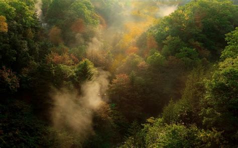 Hintergrundbilder 1920x1200 Px Fallen Wald Landschaft Nebel