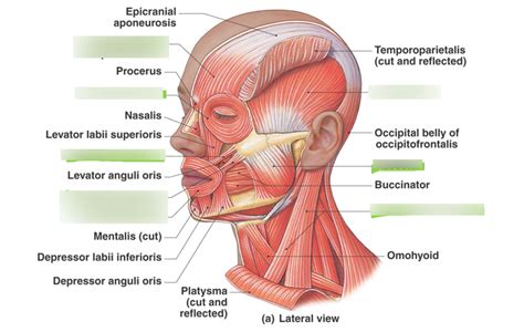 Muscles Of Head And Neck Lateral View Lab Exam Diagram Quizlet