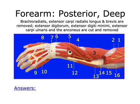 IP Forearm Posterior Deep Diagram Quizlet