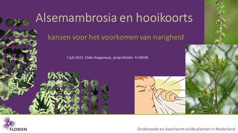 Alsemambrosia Herkennen Bestrijden Floron Youtube