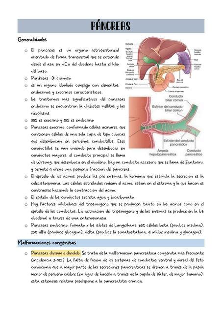 Páncreas Samira Cuayla Mamani uDocz