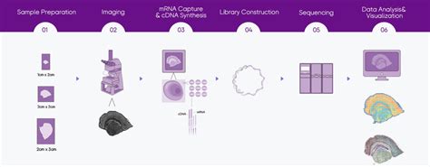 Stereo Seq Transcriptomics For Large Chip Designs Decode Science