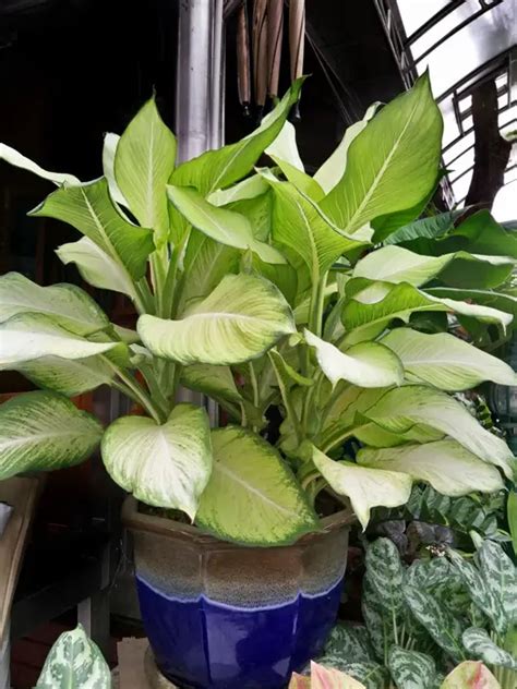 18 meilleures plantes d intérieur pour les débutants faciles à