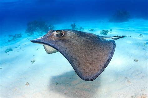Deadly Stingers How Do Stingrays Kill Marinepatch