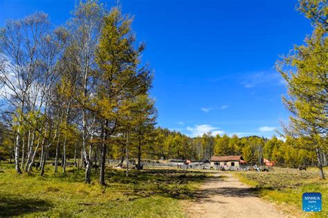 Scenery Of Arxan National Forest Park In Inner Mongolia Xinhua
