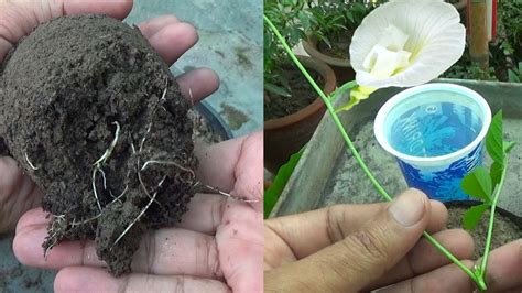 How To Grow Butterfly Pea Vine From Cutting YouTube