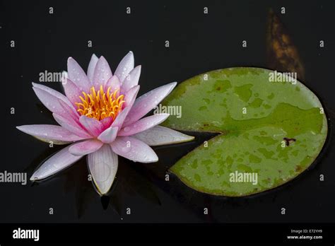 Pink Water Lily Close Up Nymphea Stock Photo Alamy