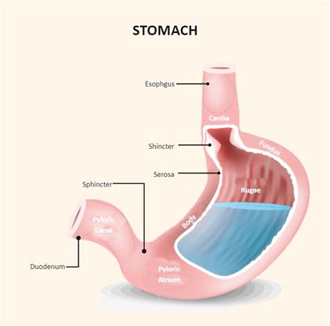 Stomach Labeled Medical Anatomy Anatomy And Physiology Stomach Diagram