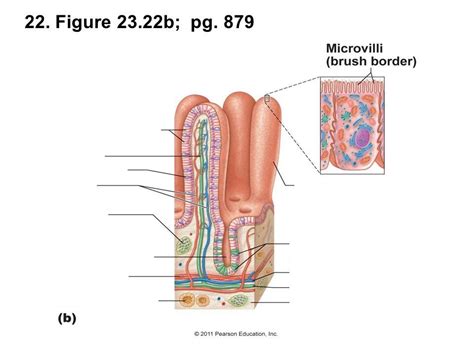 Villi Of Small Intestine Diagram Quizlet