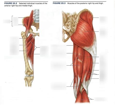 Muscles Of Posterior Hip And Thigh Diagram Quizlet