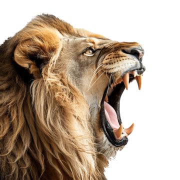 Lion Head Roars Lion Head Roaring Wild Png And Vector With