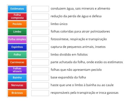 A Folha e suas partes Associação