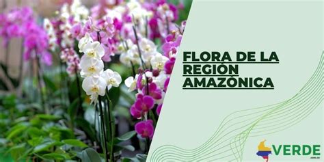 Flora de la región Amazónica Colombia Verde
