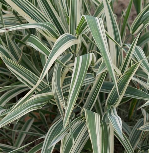 Gardening 101 Ribbon Grass Gardenista Ornamental Grasses Grasses
