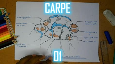 LE CARPE SCHEMA 01 ANATOMIE YouTube