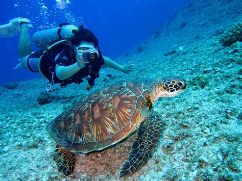 Descubre las increíbles especies marinas de España Explora el