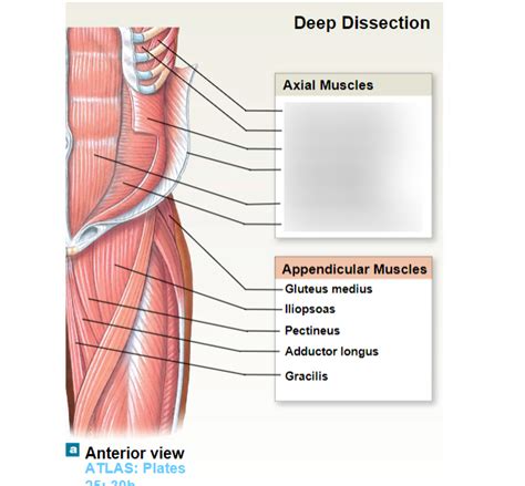 Abdomen Diagram Quizlet