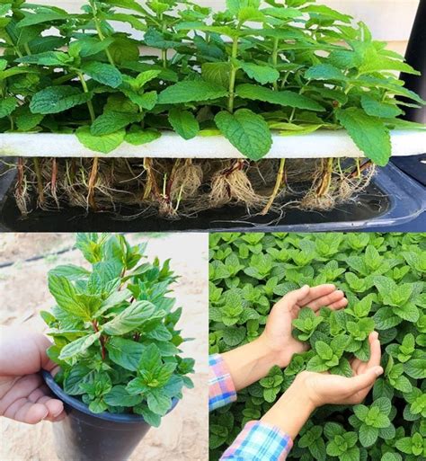 Comment faire pousser de la menthe à la maison et dans le jardin et l