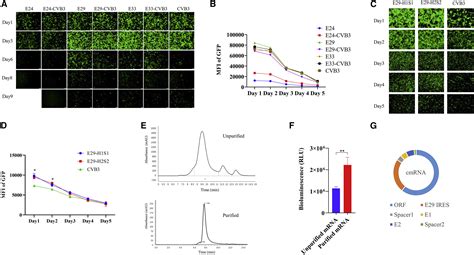 Intratumoral Delivered Novel Circular Mrna Encoding Cytokines For