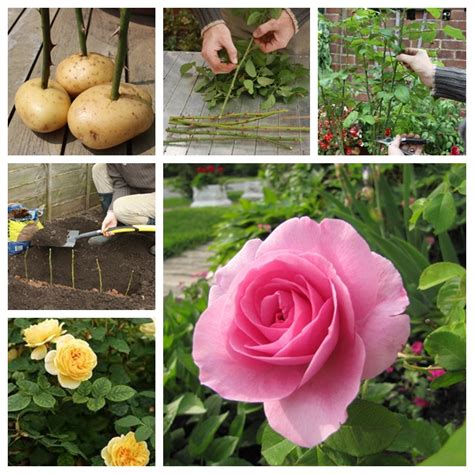 How To Grow Cuttings From A Rose Bush Back Gardener
