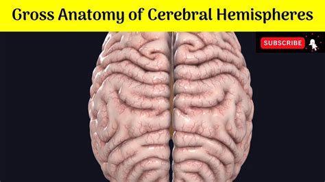 Gross Anatomy Of Cerebral Hemispheres Surfaces Borders Poles