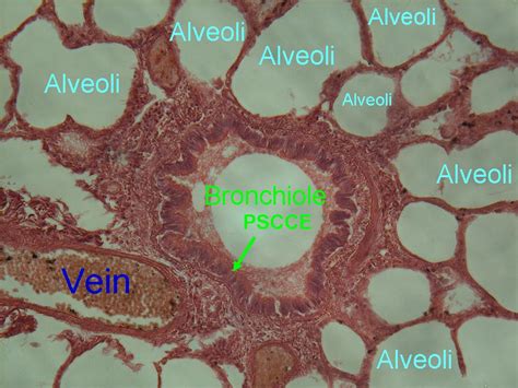Terminal Bronchiole Histology