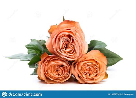 Rosas Cor De Rosa Isoladas No Fundo Branco Imagem Foto De Stock