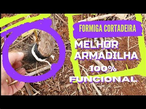 Como acabar formigas cortadeiras na uva e várias frutíferas YouTube