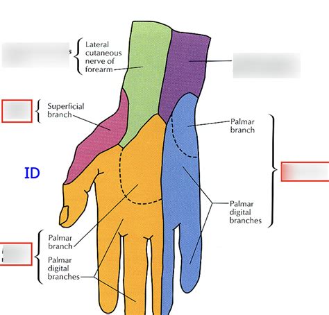 Cutaneous Innervation Of Hand Volar Diagram Quizlet