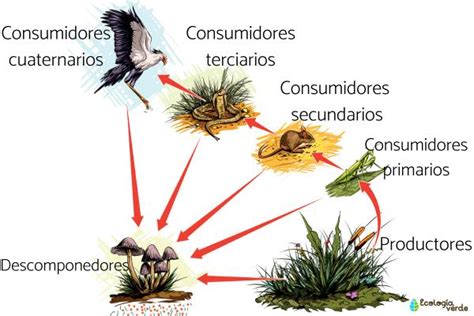 Qué es una cadena trófica y ejemplos Resumen