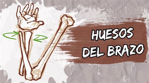 El Brazo Cómo Funcionan Los Huesos YouTube