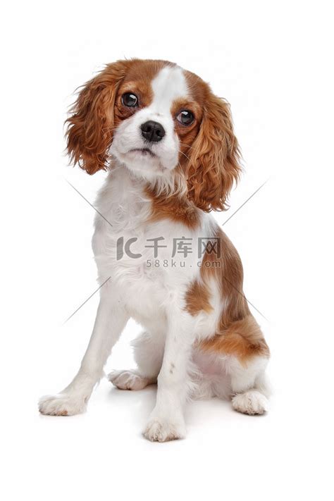 骑士查理王小猎犬高清摄影大图 千库网