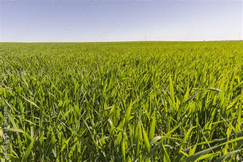 Fototapety trawa łąka w twoim mieszkaniu Dekowizja pl